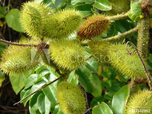 Norton Music Photo Stock Images