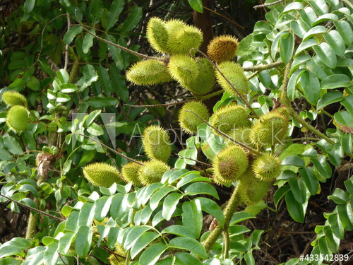 Norton Music Photo Stock Images